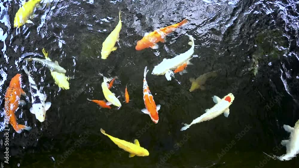 Slow motion Koi Carp,Top view Group of Japanese fish underwater feeding ...