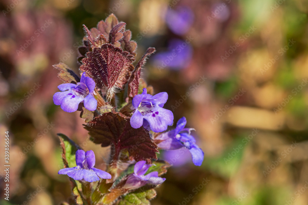 Glechoma hederacea is an aromatic, perennial, evergreen creeper of the ...
