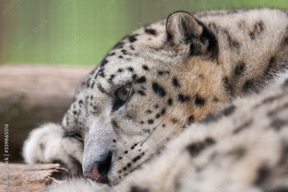 Headshot of sleeping snow leopard (Panthera uncia) also known as the ...