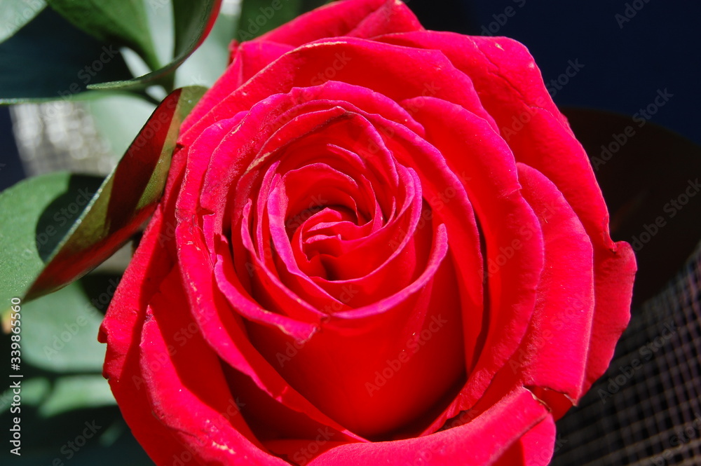 Plano corto de una rosa abierta en la mañana Stock Photo | Adobe Stock