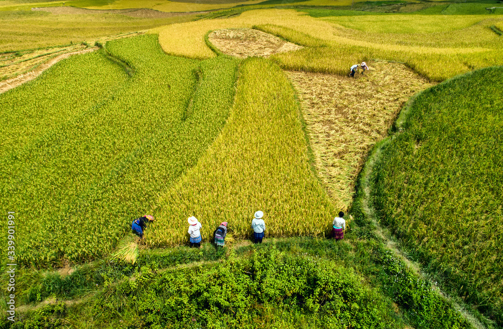 Beautiful step of rice terrace paddle field in sunset and dawn at Tu Le ...