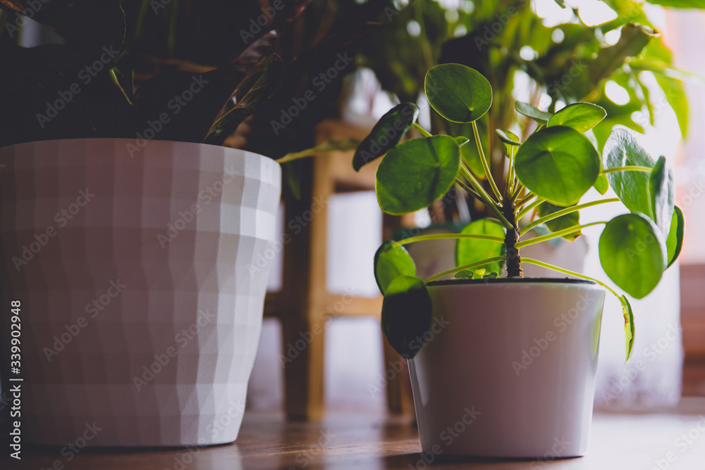 Pilea Peperomioides, known as the Pilea or Chinese money plant. Green ...