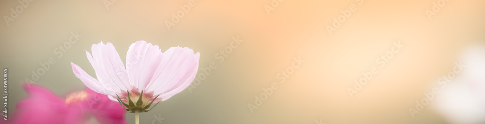 Nature of flower in garden using as cover page background natural flora ...