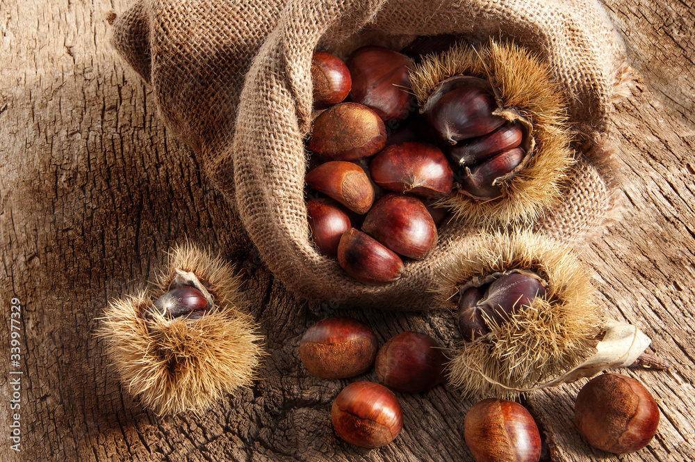 edible chestnuts in a sack. cracked spiky peel bursting open with ...