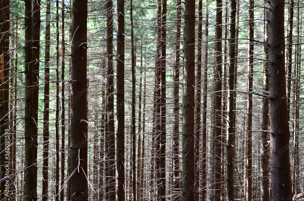 Trees in the thick forest. Scene of woodland and nature of wilderness ...