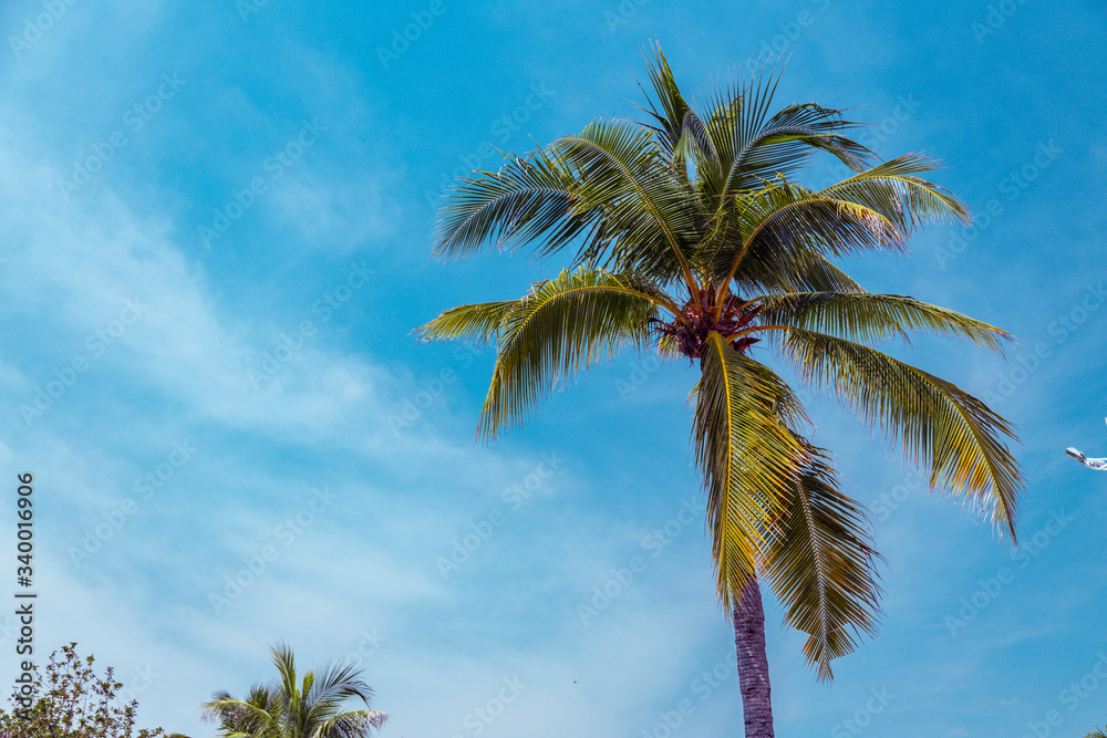 Coconut tree Stock Photo | Adobe Stock