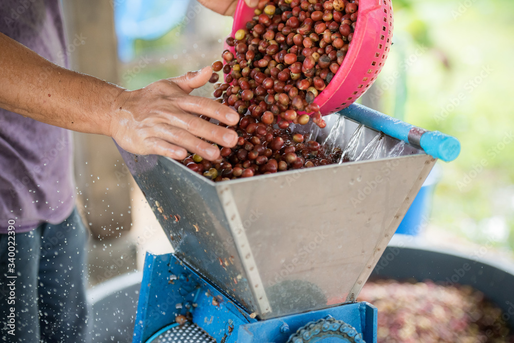 The process of removing the coffee bean from the coffee grinder from ...