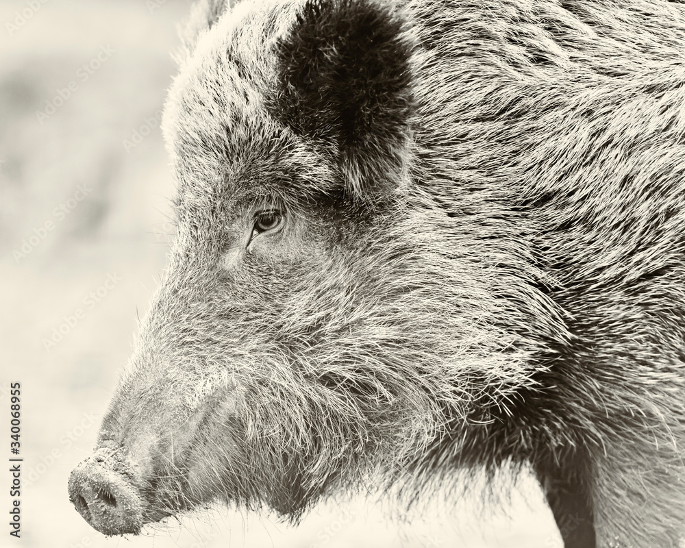 Wild Boar Head Side View