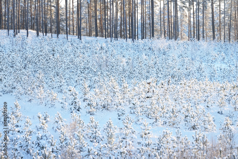 Small young fir trees after a blizzard, close-up. Deforestation in the ...