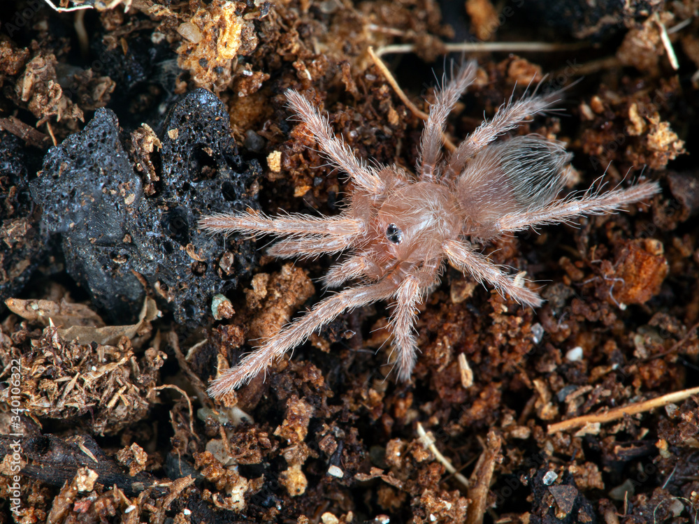 Salmon Pink Birdeater Sling
