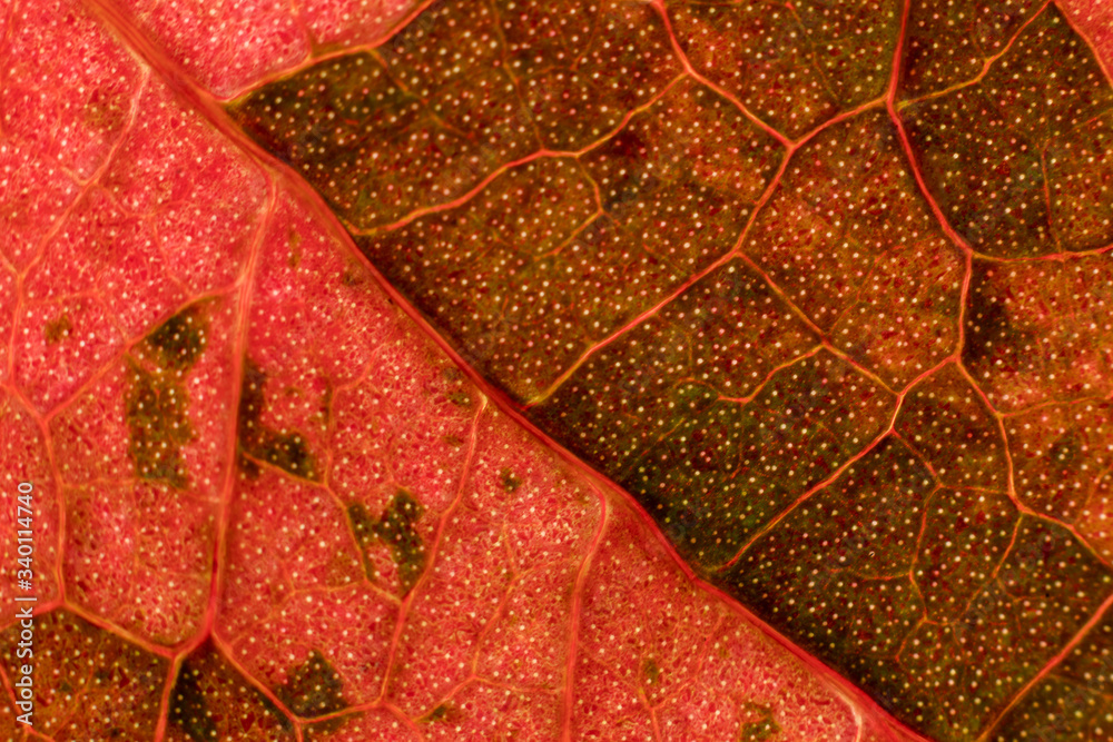 Detalles de hojas rojas de un árbol. Acalypha wilkesiana, Fire Dragon ...