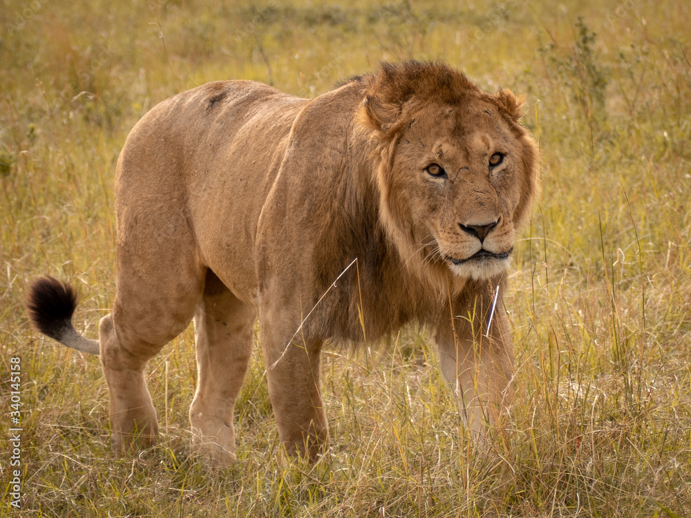 Masai Mara Stock Photo | Adobe Stock