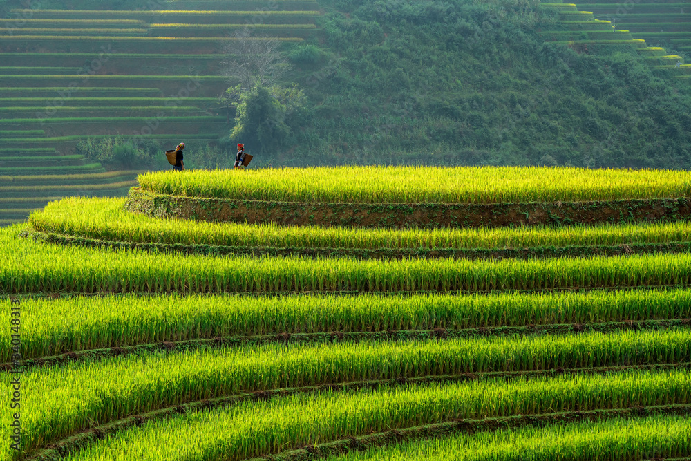 Beautiful step of rice terrace paddle field in sunset and dawn at Mam ...