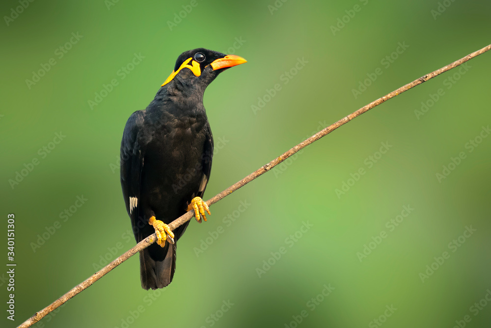 Image of common hill myna bird (Gracula religiosa intermedia) on nature ...