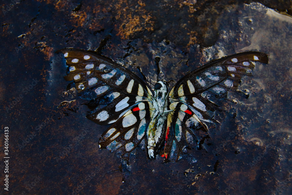 Conceptual photo of a dead butterfly in water showing concept of mental ...
