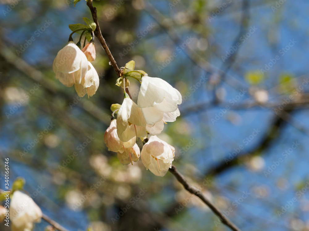 Fleurs pendantes en forme de clochettes blanches teintées de brun et ...