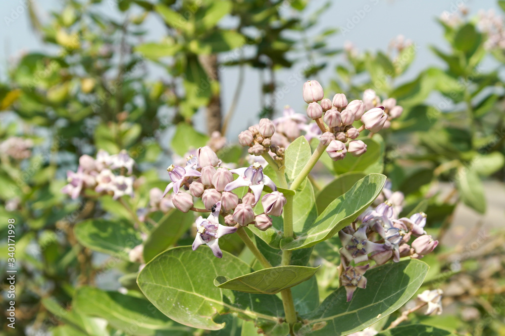 Foto de Calotropis is a genus of flowering plants belonging to the ...