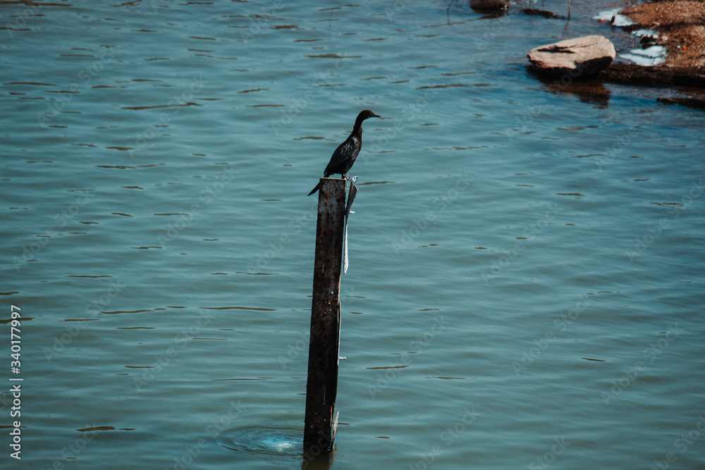 Indian cormorant bird above the twig on lake at Polo Forest in Gujarat ...