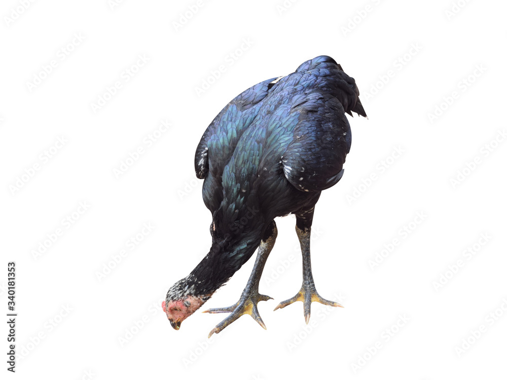 Black hen on white background, Burmese breed cock fighting, can fight a ...