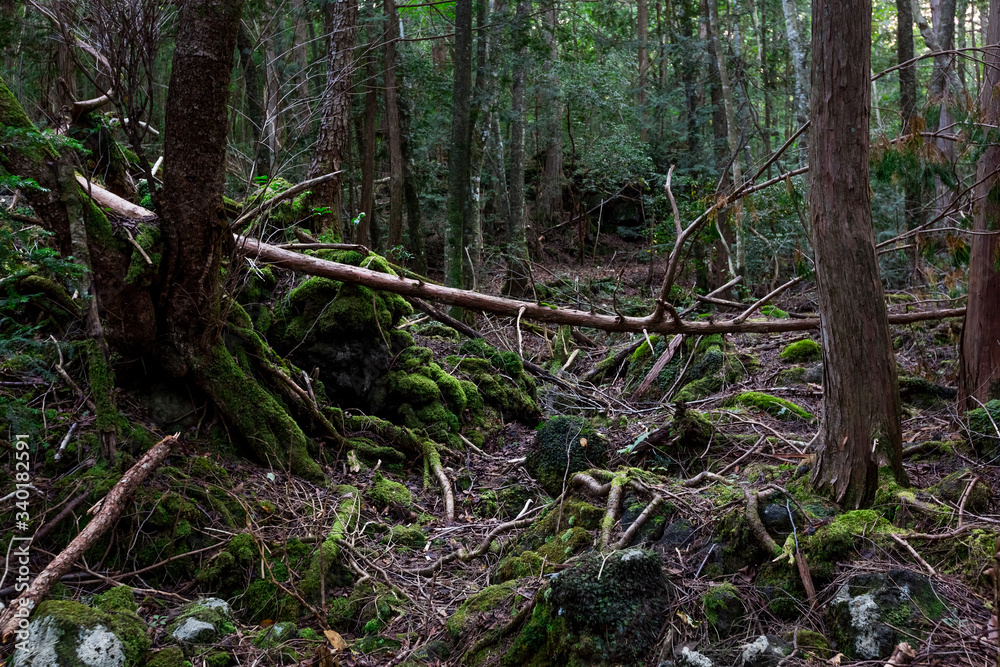 Aokigahara Forest. Suicide forest in the Mount Fuji region, Japan Stock ...