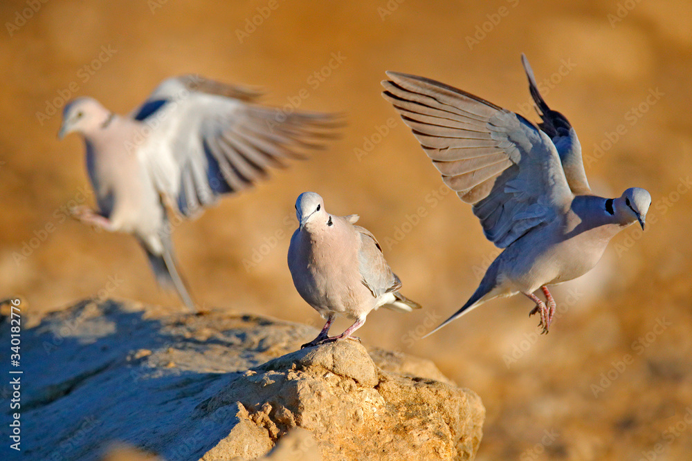 Ring-necked dove, Streptopelia capicola, also known as the Cape turtle ...