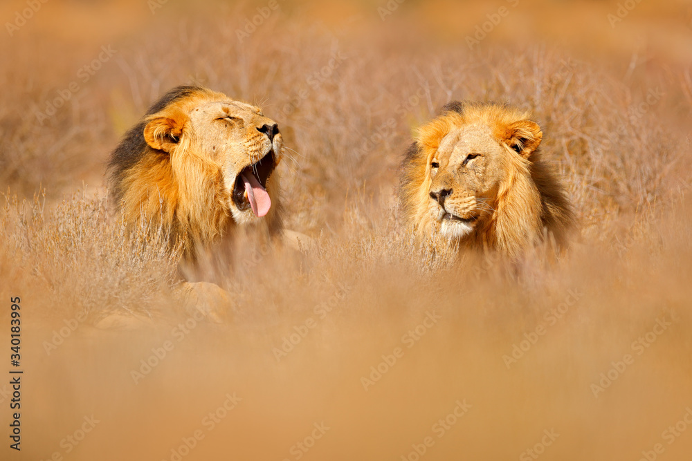 African lion. Kgalagadi black mane lion. African danger animal ...