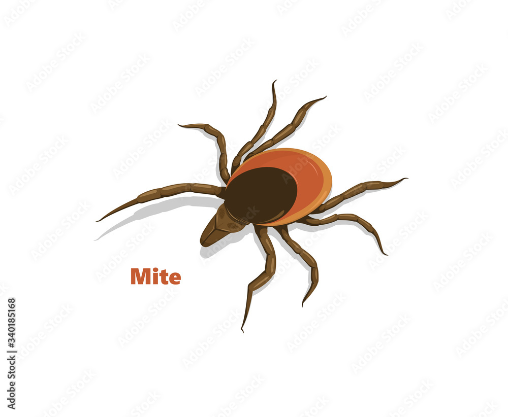 Parasitic mite. Concept of mite danger, disease danger and encephalitis ...