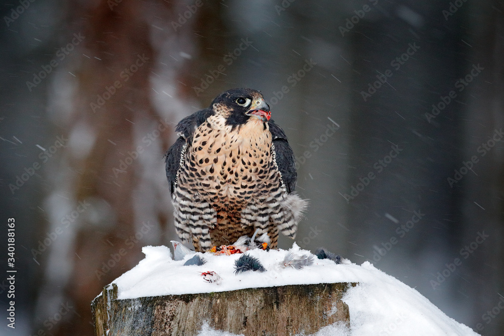 Peregrine Falcon, bird of prey sitting on the tree stump with catch ...