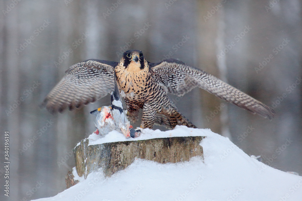 Peregrine Falcon, bird of prey sitting on the tree stump with catch ...