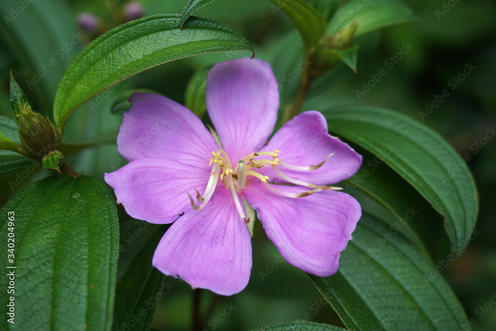 Purple Melastoma malabathricum, Melastoma candidum, Melastoma affine ...
