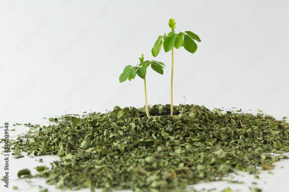 Small Moringa tree and leaves on a white background - Moringa oleifera ...