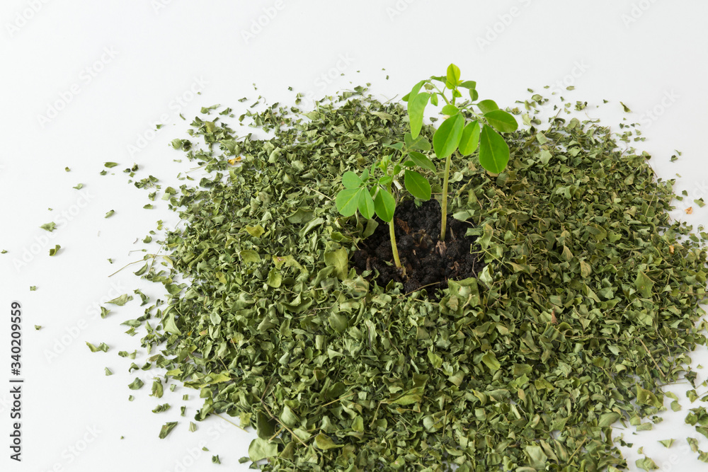 Small Moringa tree and leaves on a white background - Moringa oleifera ...