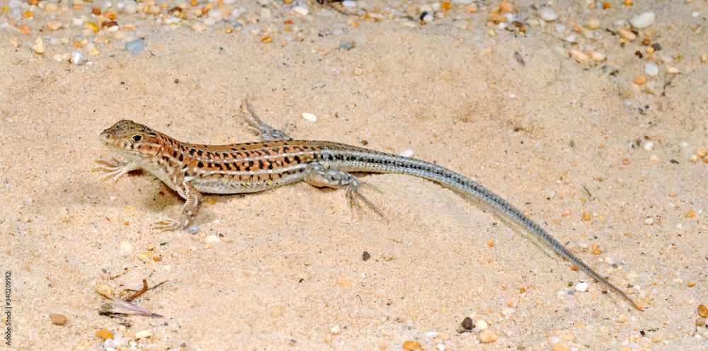 Europäischer Fransenfinger (Acanthodactylus erythrurus) Donana, Spanien ...