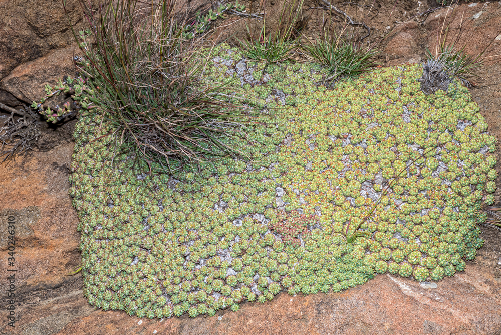 Euphorbia clavarioides, a low growing plant, at Golden Gate Stock Photo ...