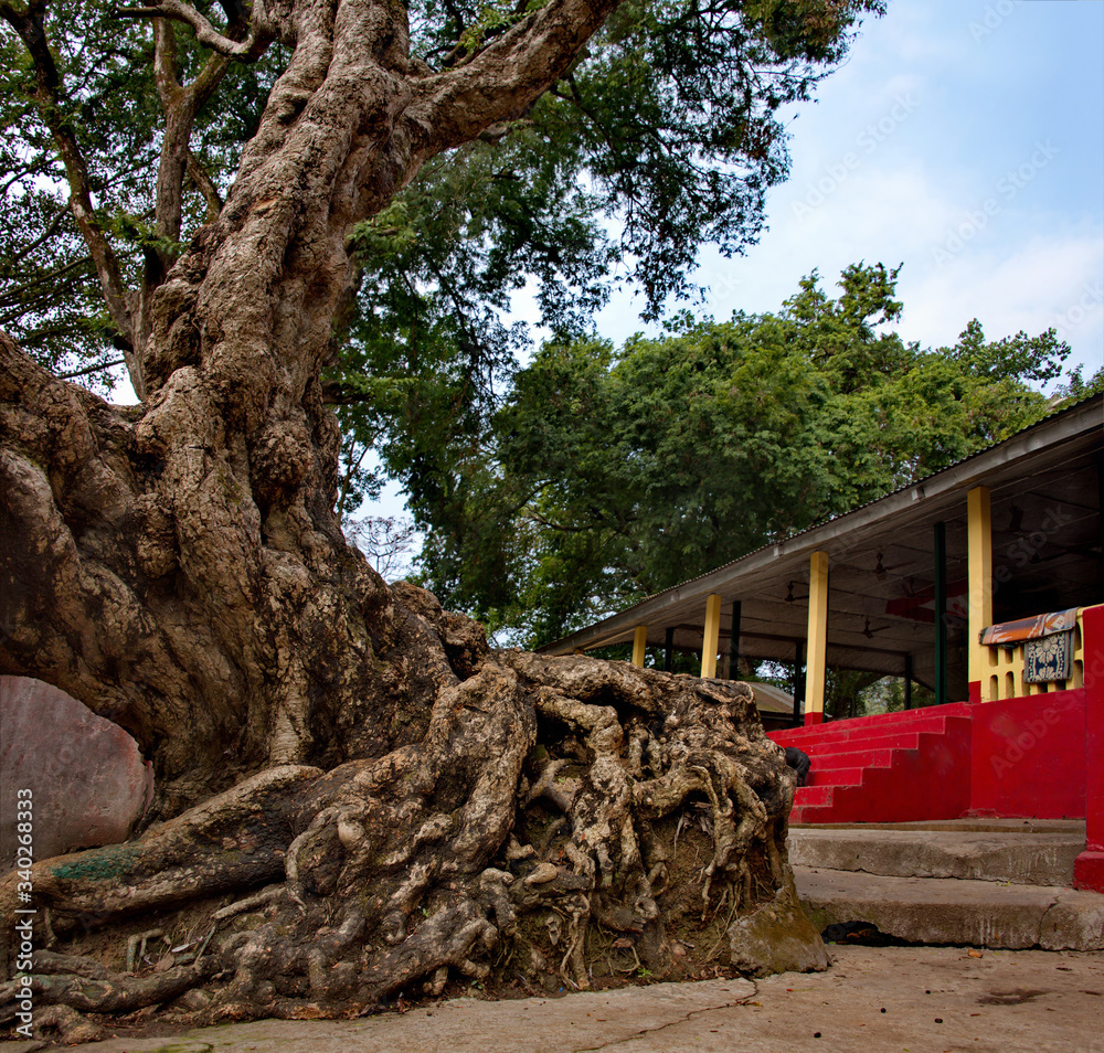 Eastern India. The State Of Assam. An ancient tree with a thick trunk ...