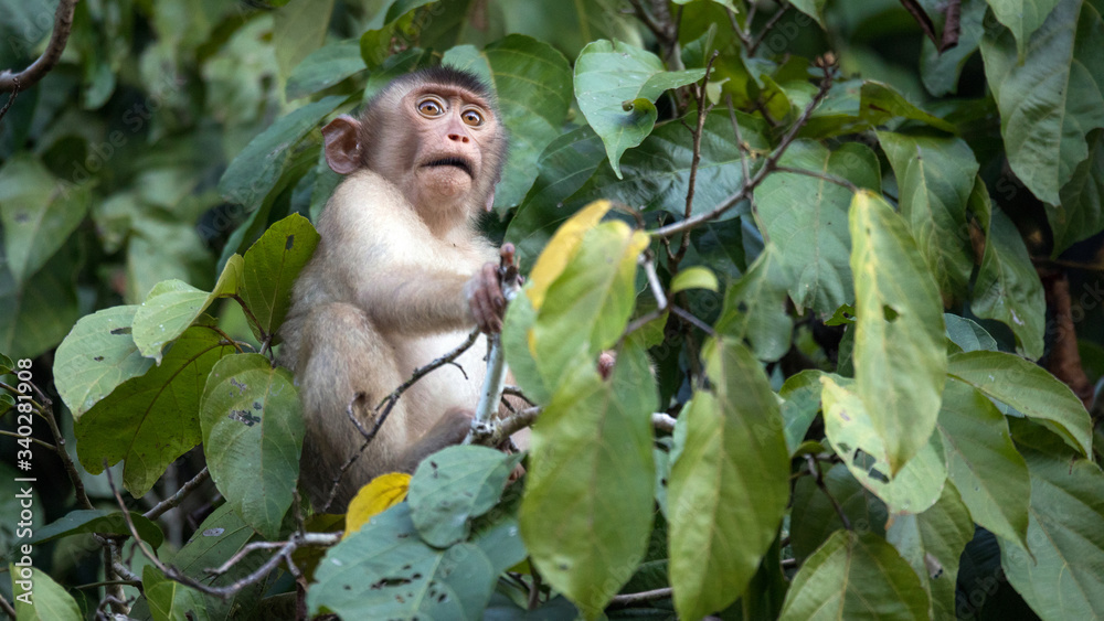 Monos africanos en las ramas de arboles Stock Photo | Adobe Stock