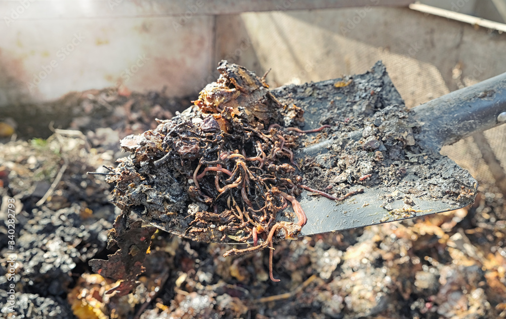 Organic soil, humus, compost and earthworms on shovel over compost heap ...