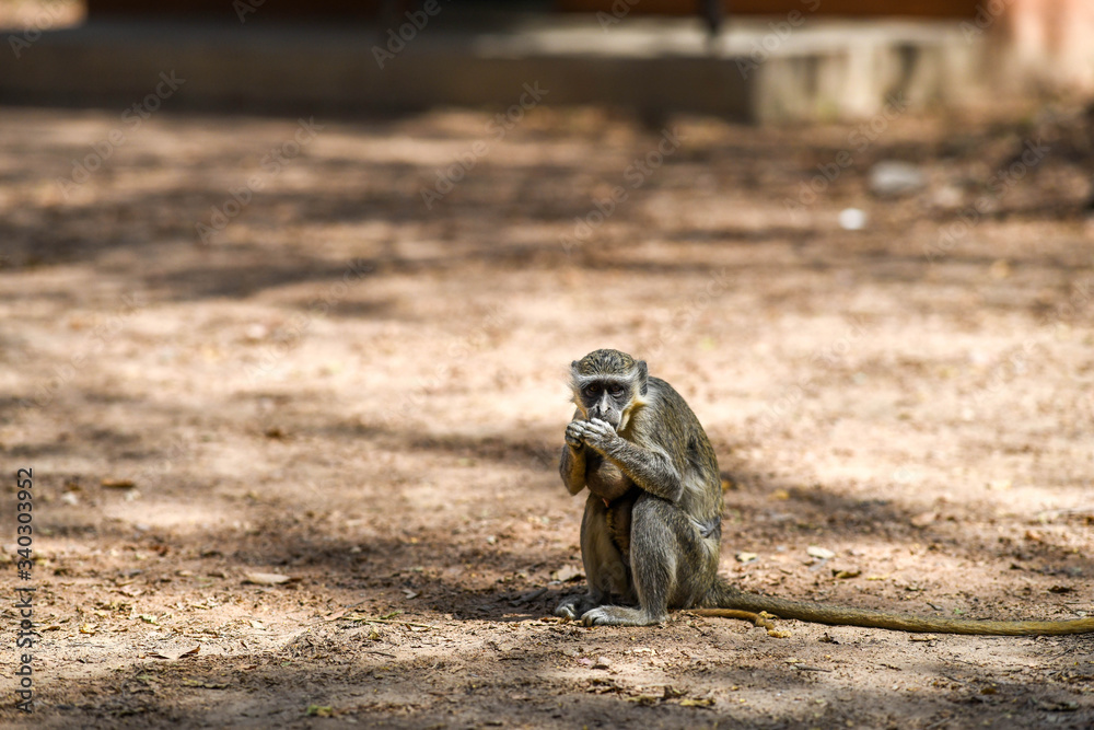 A monkey is eating bread with a baby attached to her belly in Nazinga ...