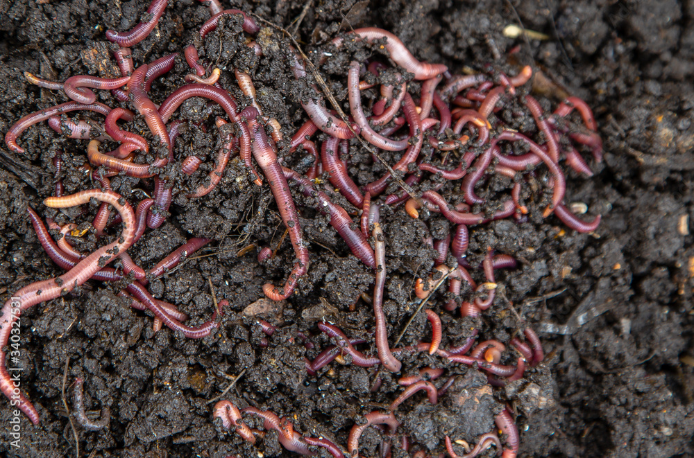 red earthworms in the ground and compost Stock Photo | Adobe Stock