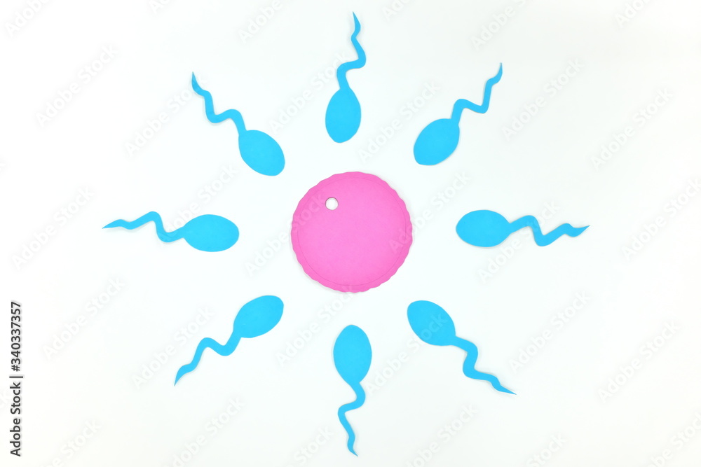Sperm cells around an egg cell paper cutout. Top view, flat lay in ...