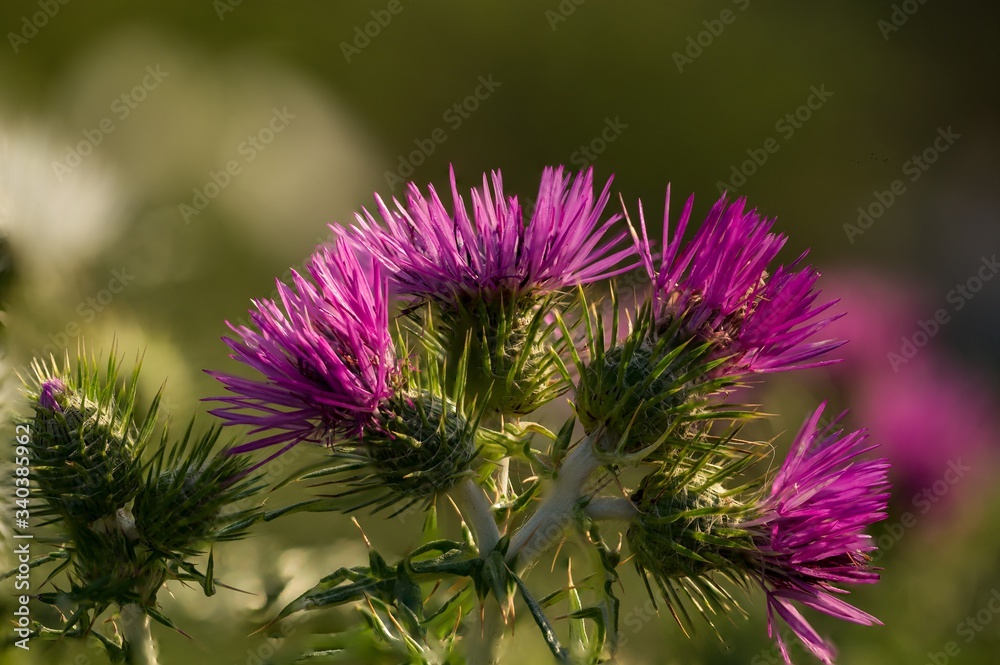 Purple milk thistle, boar thistle, Galactitis tomentosa, Malta ...