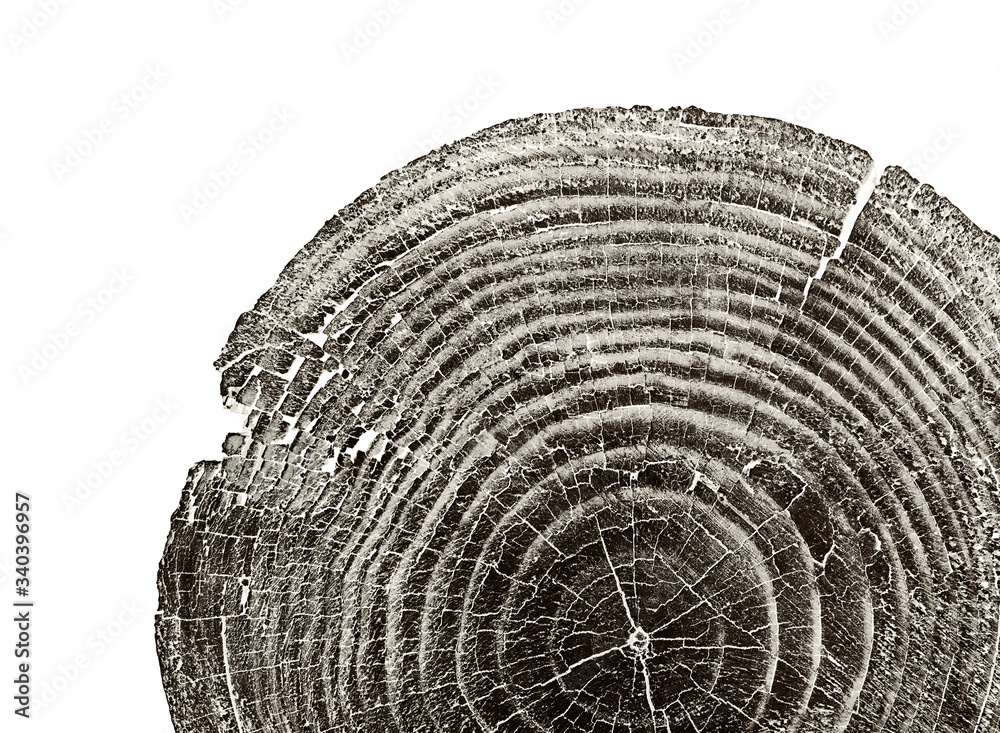 Tree Rings Black And White