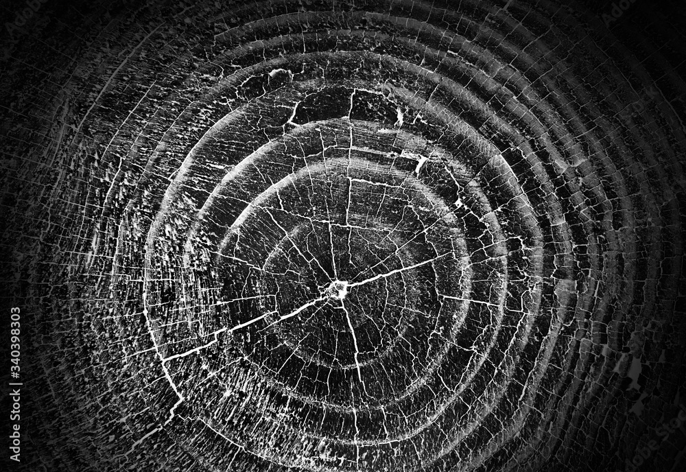 Black and white wood texture stamp art. Detailed tree ring design. Rough organic tree rings end ...