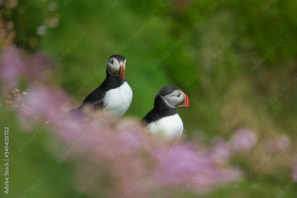Atlantic Puffin - Fratercula arctica, also known as the common puffin ...