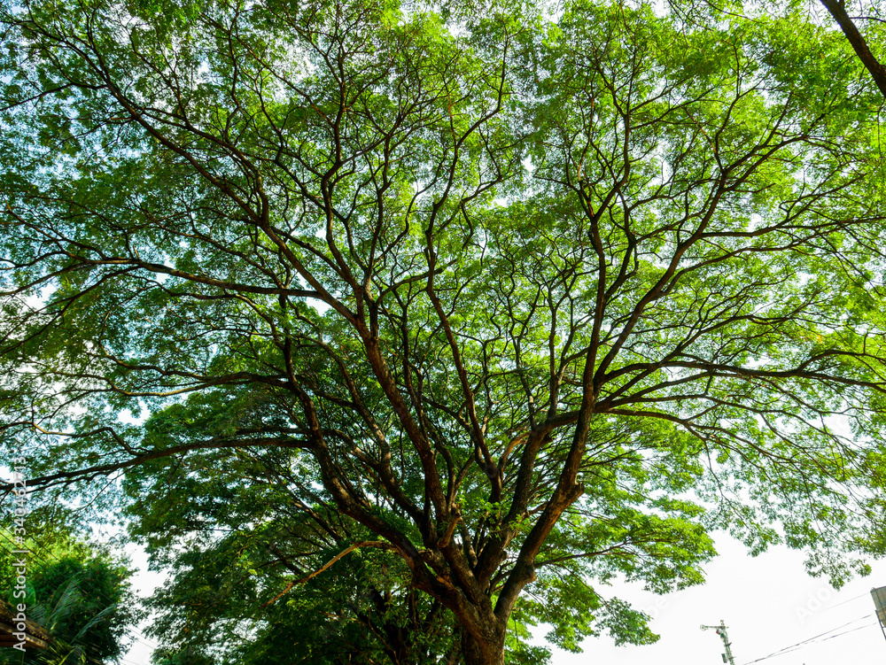 High view Scenery of giant rain tree.Thai name Chamchuri tree or monkey ...