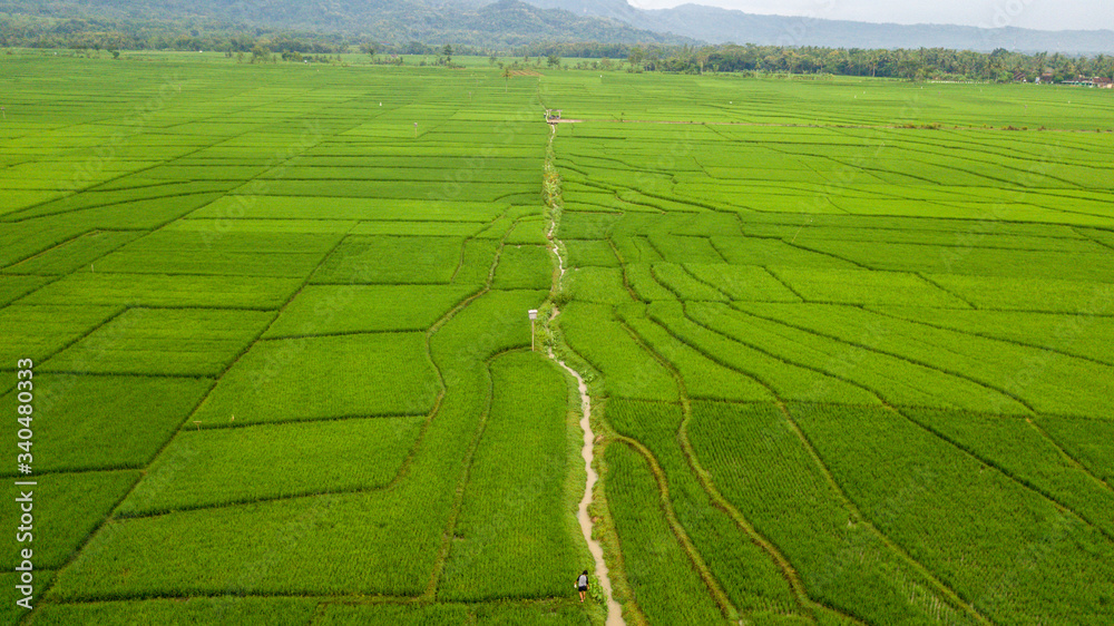 Large rice paddy fields in Nanggulan, Kulonprogo, Yogyakarta Stock ...
