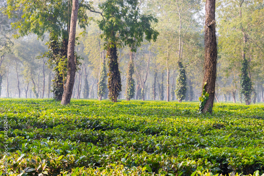 Tea garden with the vast spread of lush green leaves and vertical trees ...