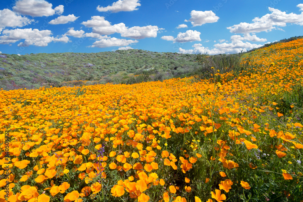 Golden poppy field with blue sky and clouds in Lake Elsinore California ...
