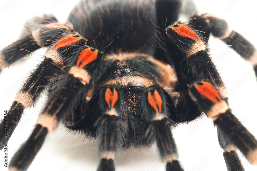 Brachypelma auratum ( Mexican flame knee) is a tarantula endemic to the ...