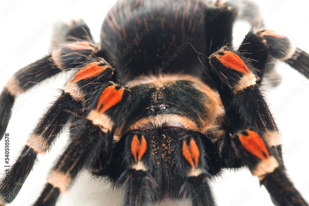 Brachypelma auratum ( Mexican flame knee) is a tarantula endemic to the ...